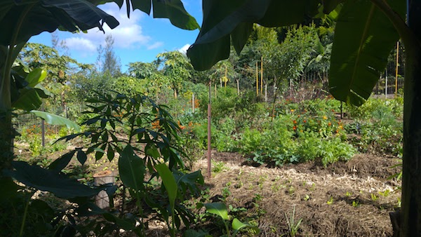 A Visit to Zaytuna Farm – Rune Soup